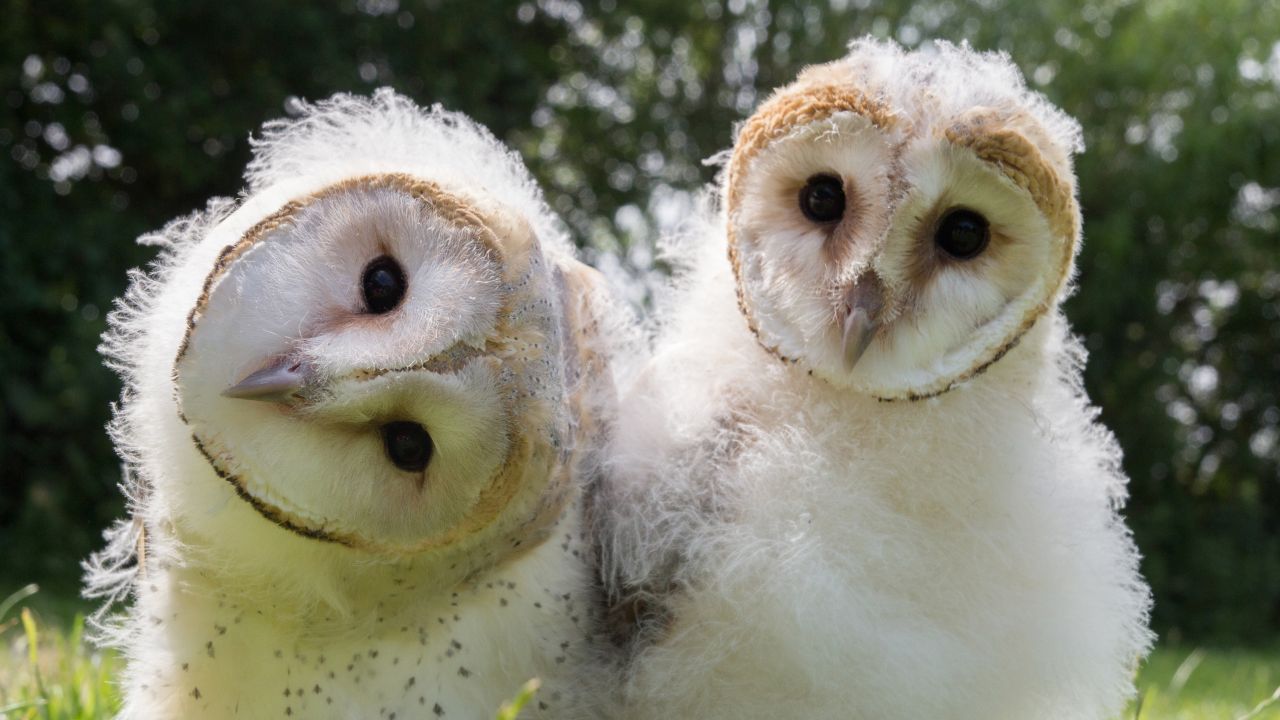 Owl Power | About | Nature | PBS