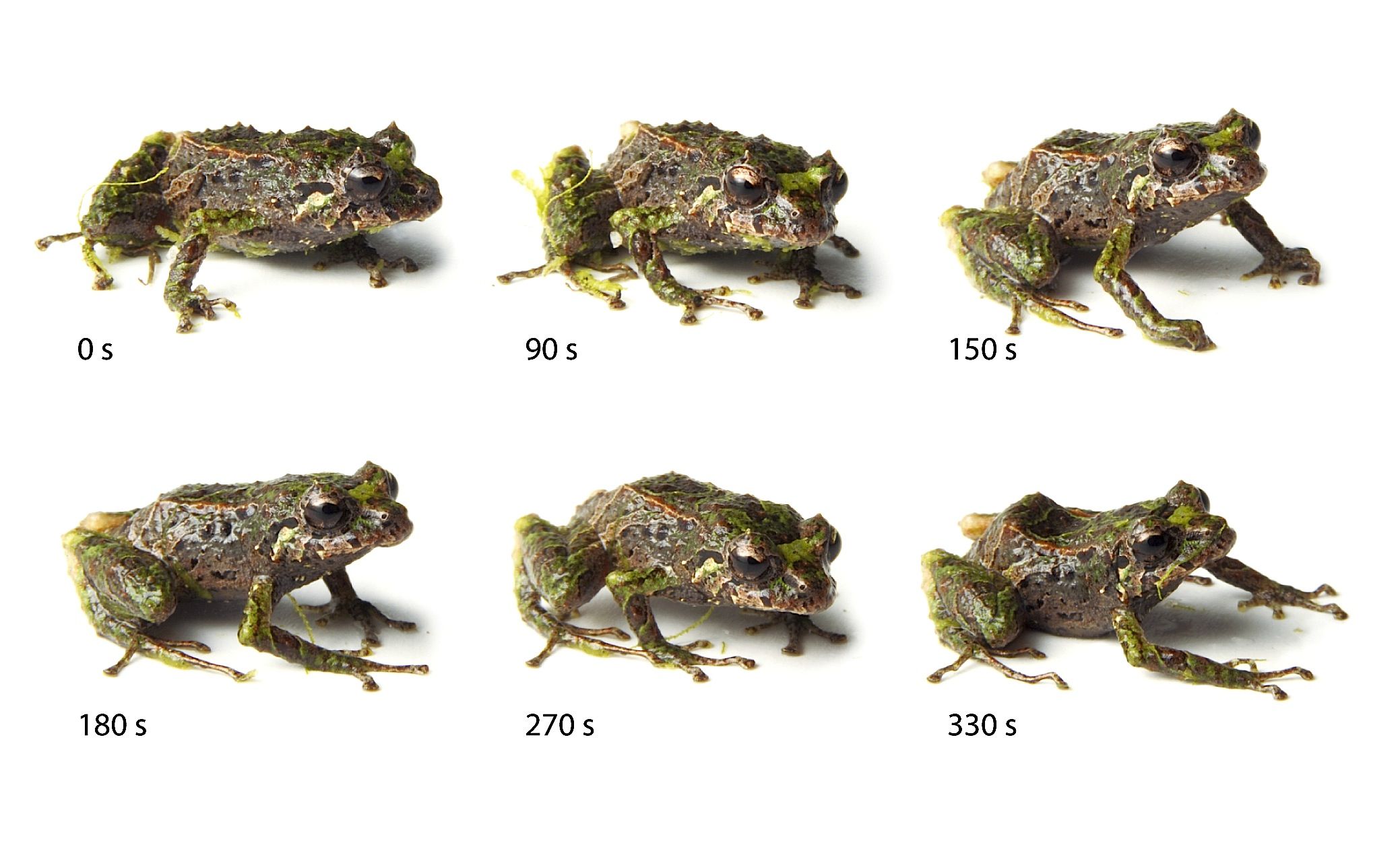 Shape Shifting Frog Can Change Texture Of Its Skin Blog Nature PBS Shape Shifting Frog Can Change Texture Of Its Skin Blog Nature PBS