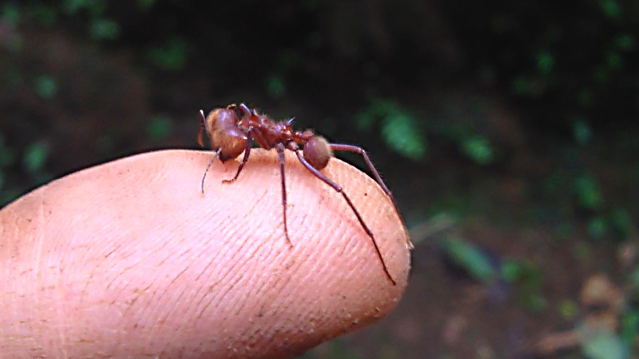 Attacked by Leafcutter Ant! | Blog | Nature | PBS