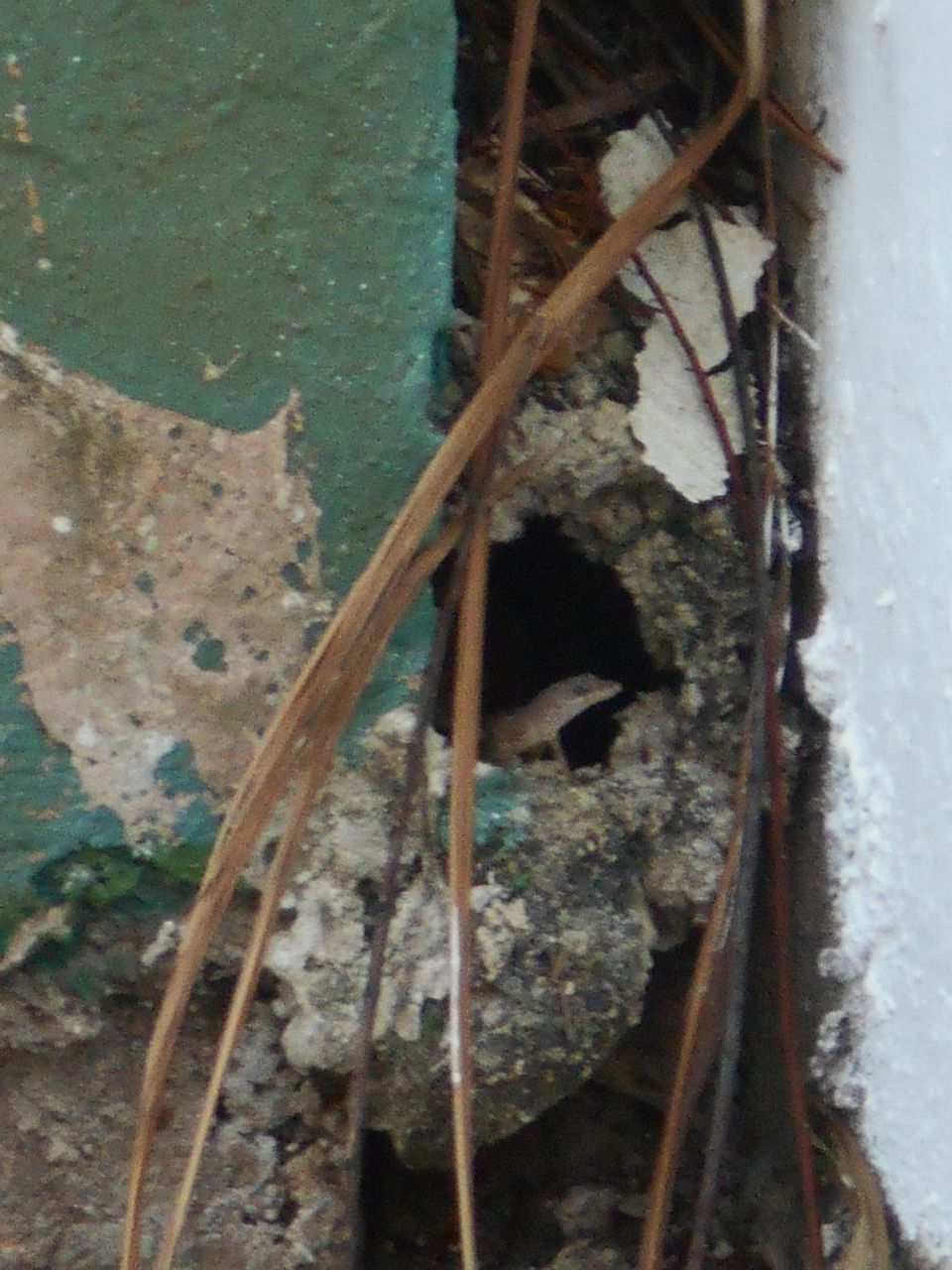 June Ferguson | Your Stories | Nature | PBS