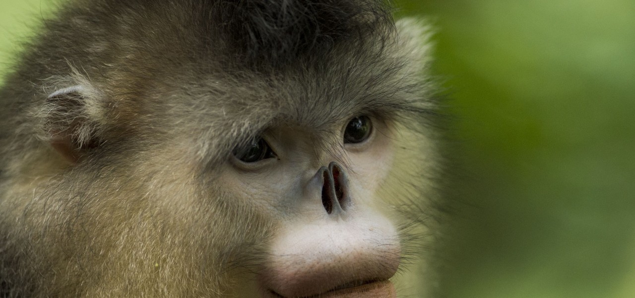 Monkeys | Nature | PBS