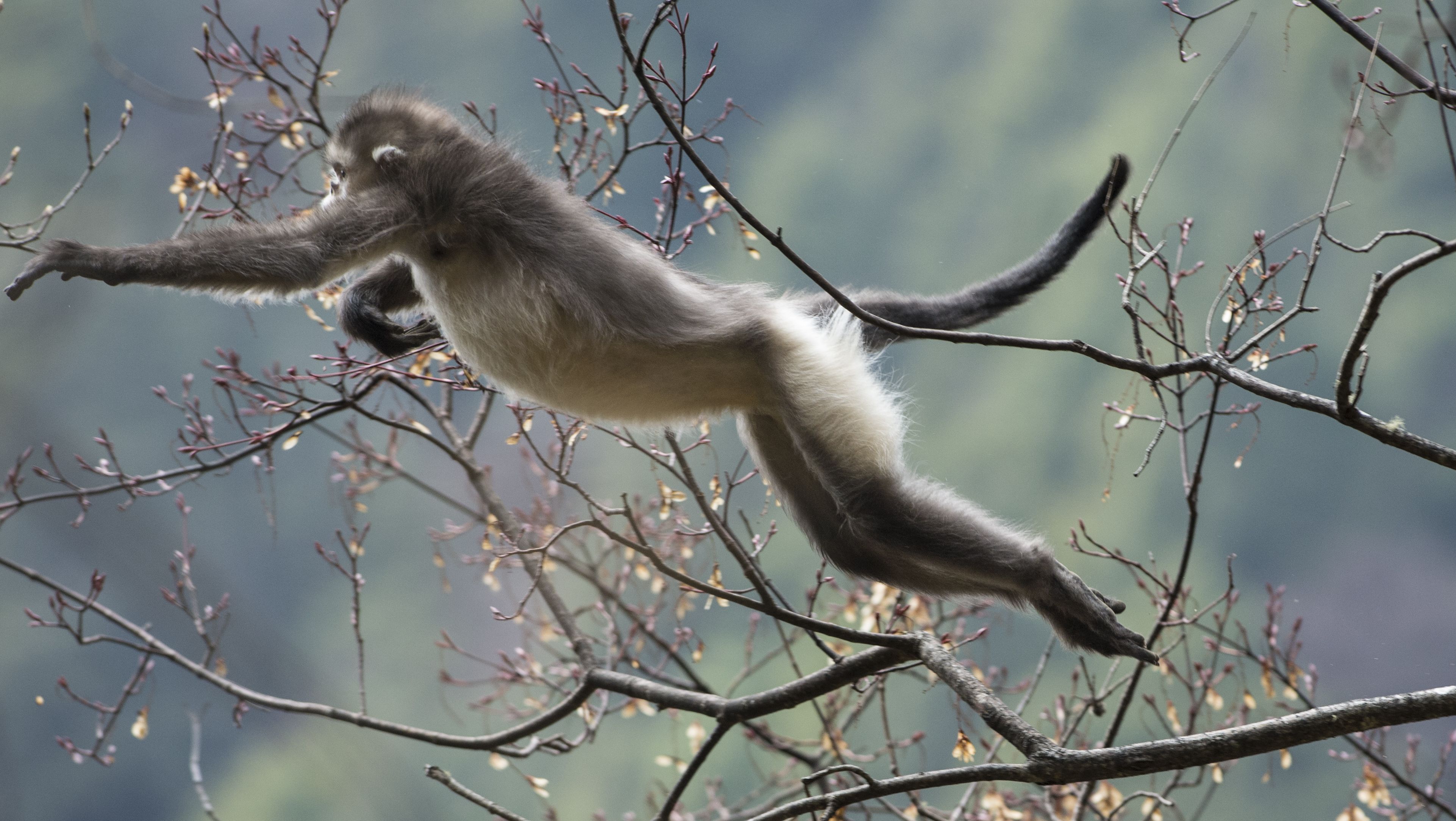 Featured Creature: Black Snub-nosed Monkey | Blog | Nature | PBS