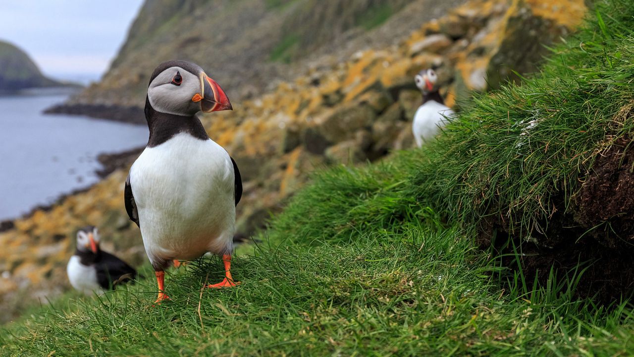 Puffins | Nature | PBS