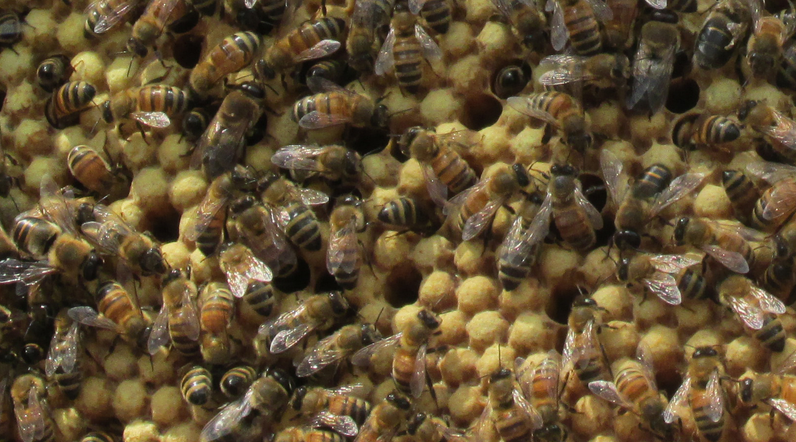 Angela Arndt | Your Stories | Nature | PBS