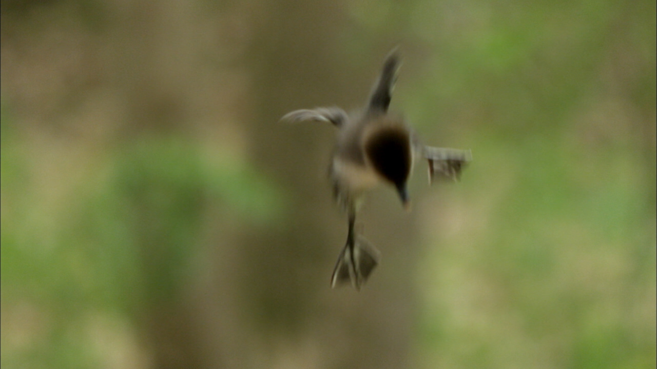 Animal Homes | It's raining ducks | Nature | PBS