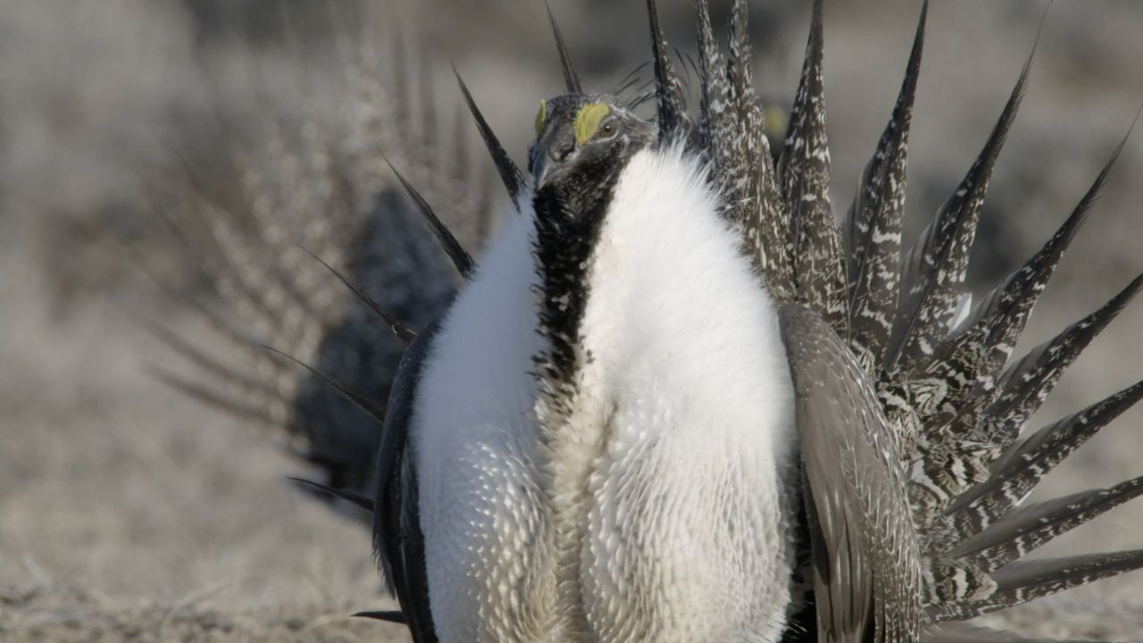 The Sagebrush Sea | Sage-Grouse Display Lekking Behavior | Nature | PBS