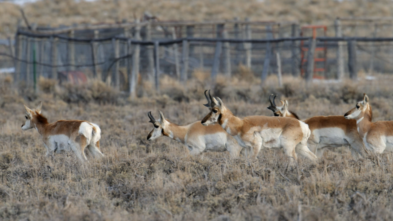 The Sagebrush Sea | Livestock Fences Create Problems for Pronghorn ...