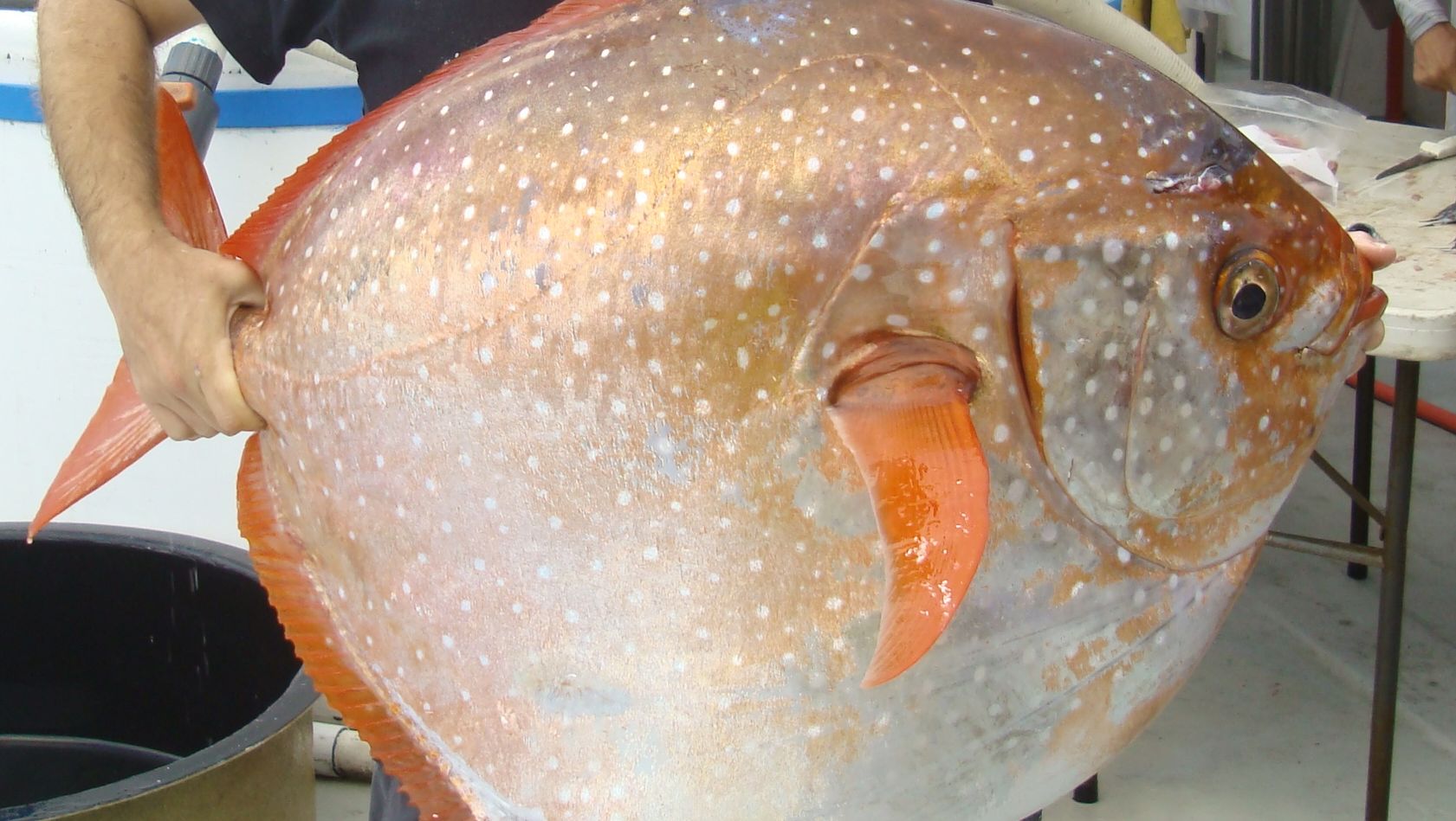 First Fully Warm-Blooded Fish Identified by NOAA Scientists | Blog ...