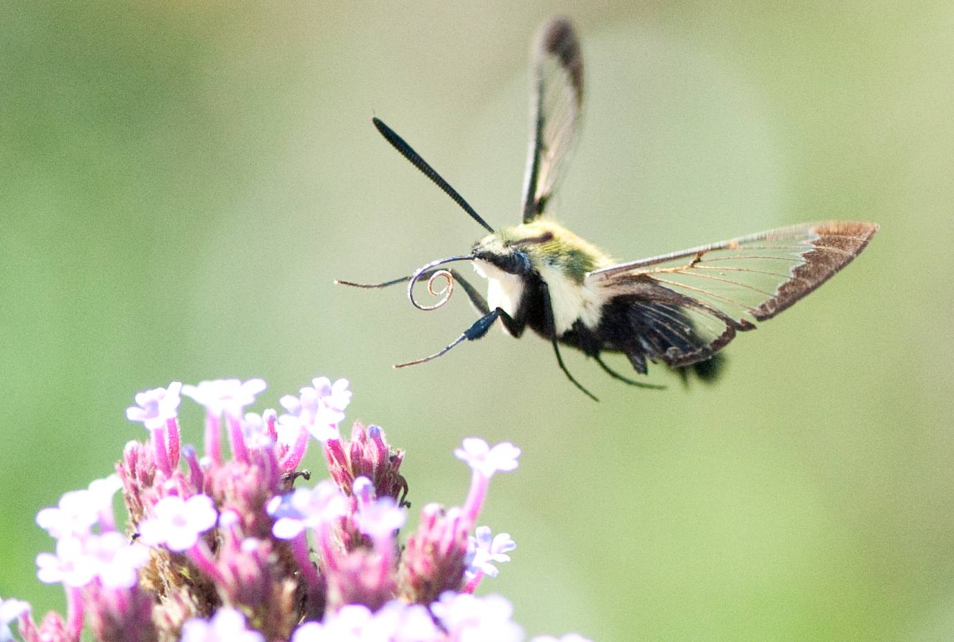 Featured Creature: Hummingbird Hawk-Moth | Blog | Nature | PBS