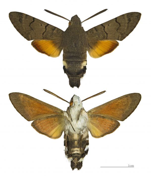 Featured Creature: Hummingbird Hawk-Moth | Blog | Nature | PBS