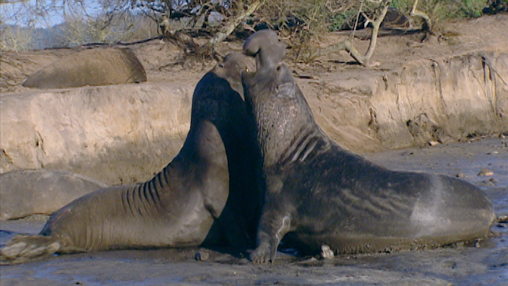 The Beauty of Ugly | Male Elephant Seals Battle Over Females | Nature | PBS