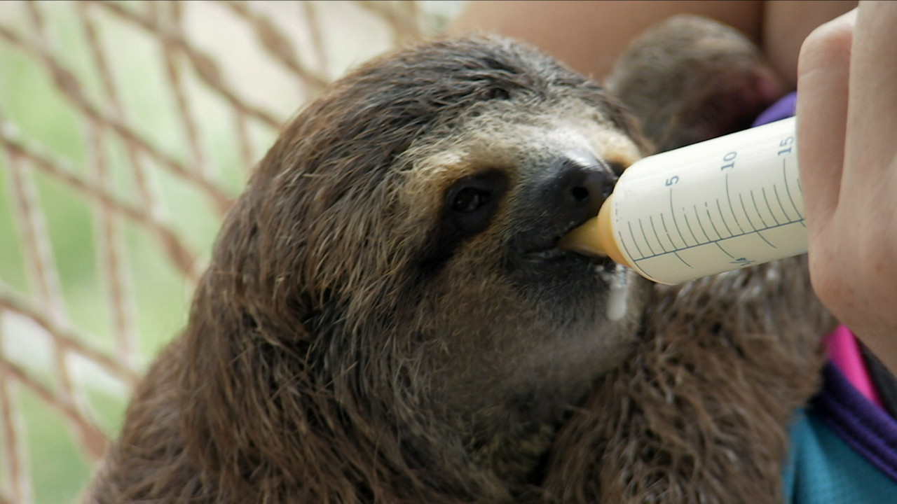 Nature's Miracle Orphans | Baby Sloth Nursed Back to Health | Nature | PBS