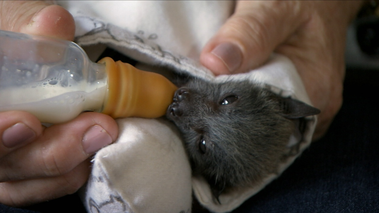 Helping Fruit Bat Orphans in Australia | Nature | PBS