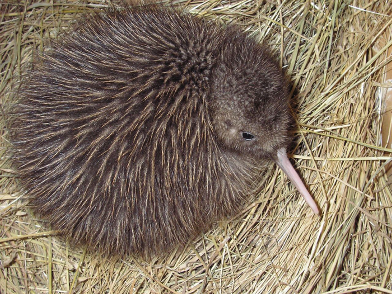 Featured Creature: Kiwi | Blog | Nature | PBS