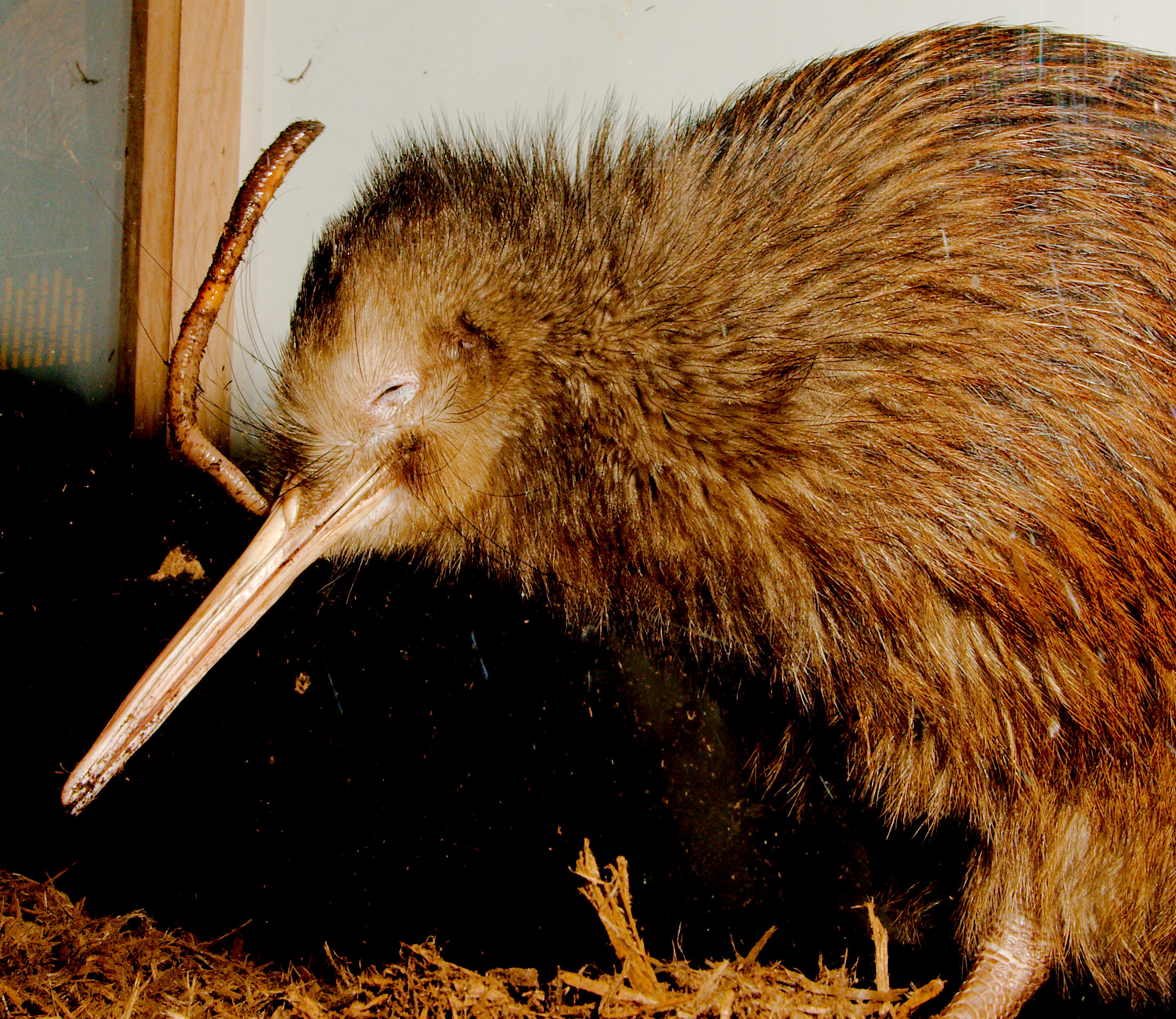 Featured Creature: Kiwi | Blog | Nature | PBS