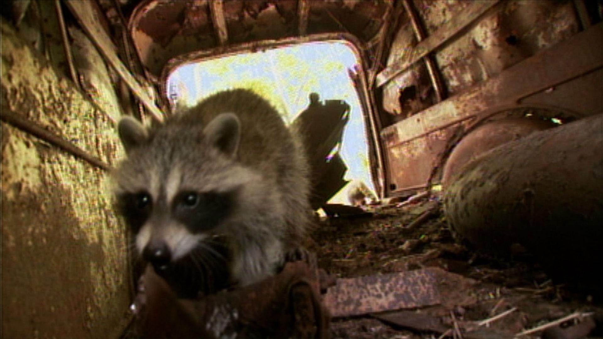 Raccoon Nation | Web-Exclusive: The Importance of Play | Nature | PBS