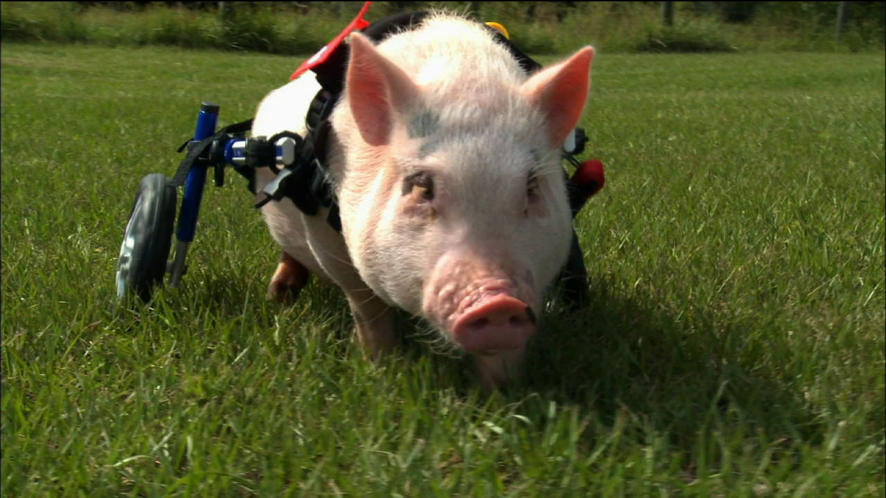 My Bionic Pet | About | Nature | PBS