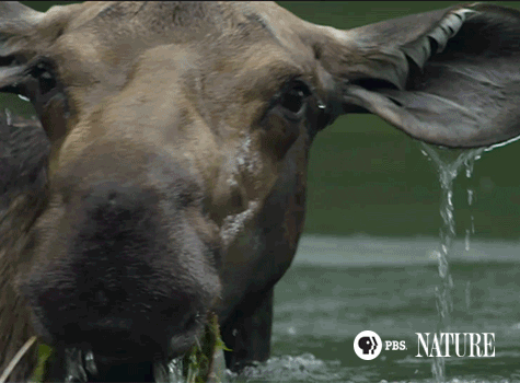 Images | Nature | PBS