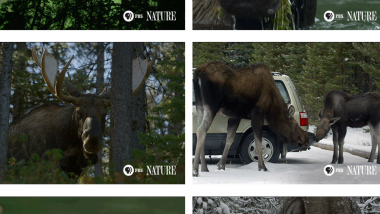 Moose: Life of a Twig Eater | Full Episode | Nature | PBS