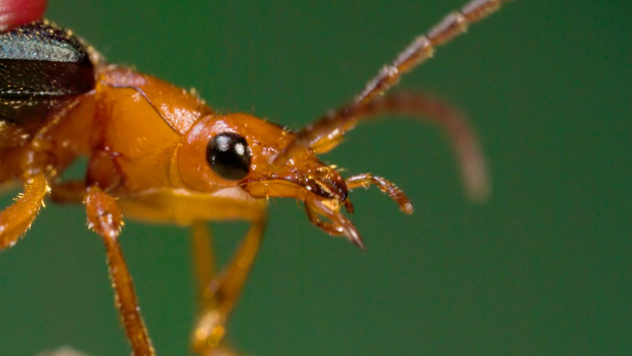 A 'Deep Look' at the Bombardier Beetle | Blog | Nature | PBS