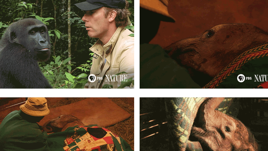 Animal Reunions | 'Animal Reunions' Animated GIFs | Nature | PBS