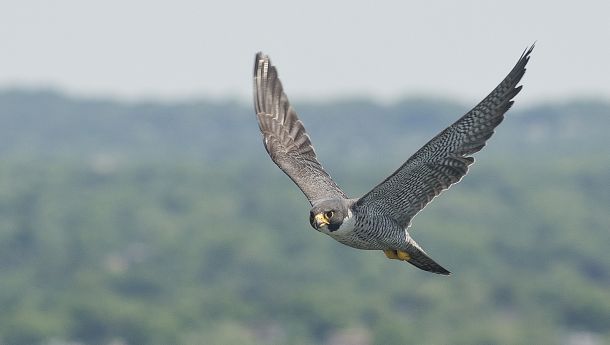 How to Film Peregrine Falcons in the Concrete Jungle | Blog | Nature | PBS