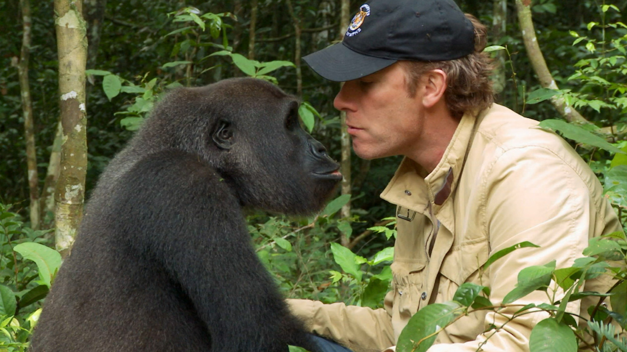 Animal Reunions | Gorilla Reunited with an Old Friend | Nature | PBS