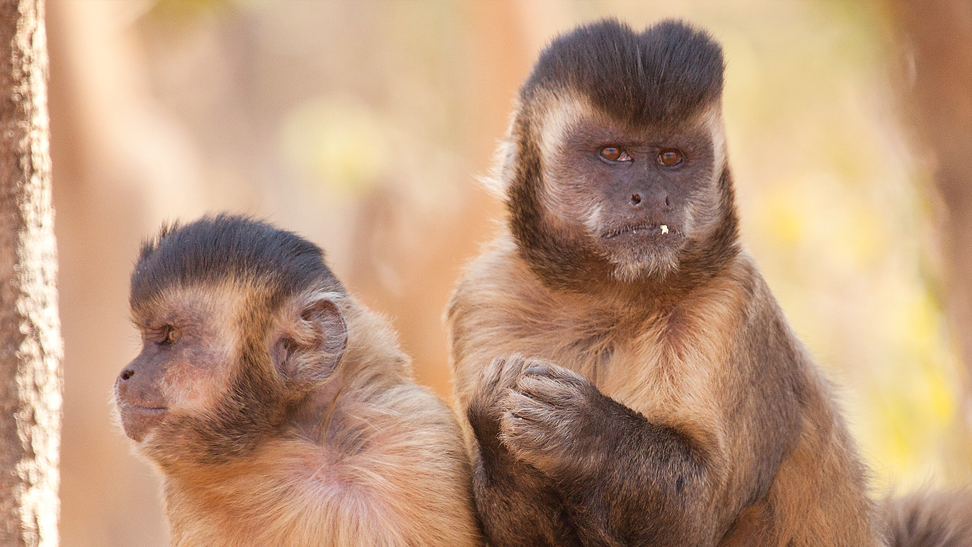 Nature's Perfect Partners | About | Nature | PBS