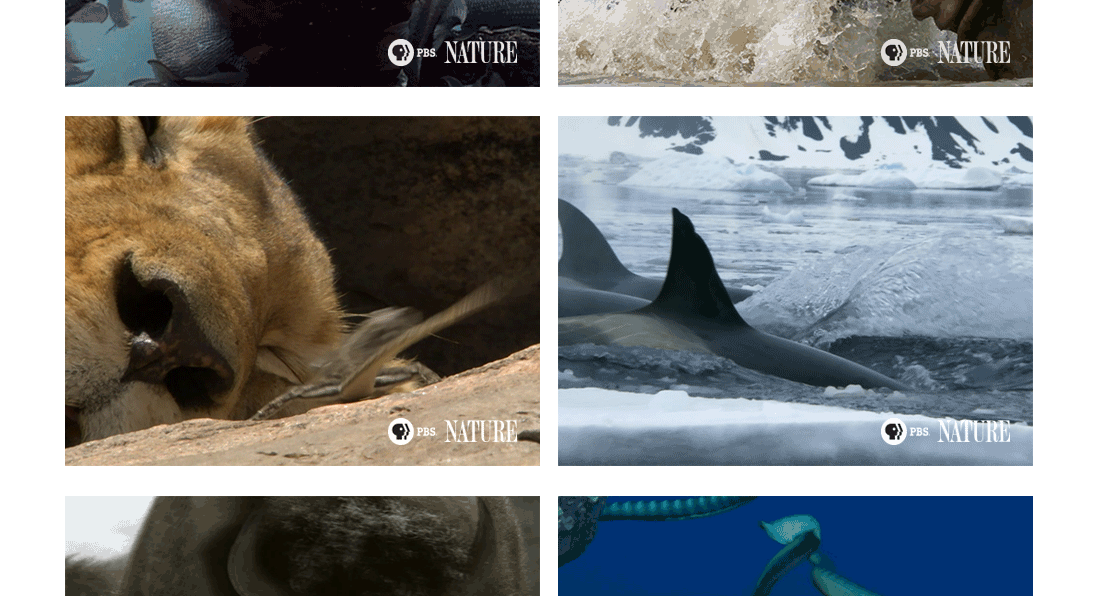 Nature's Perfect Partners | 'Perfect Partners' Animated GIFs | Nature | PBS