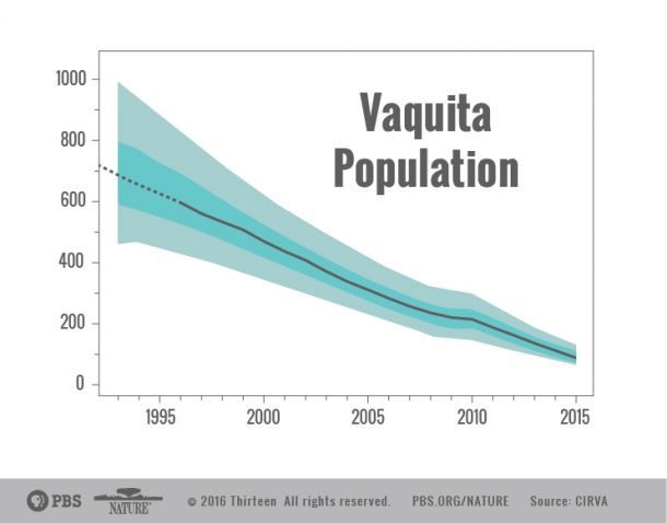 Featured Creature: The Vaquita | Blog | Nature | PBS