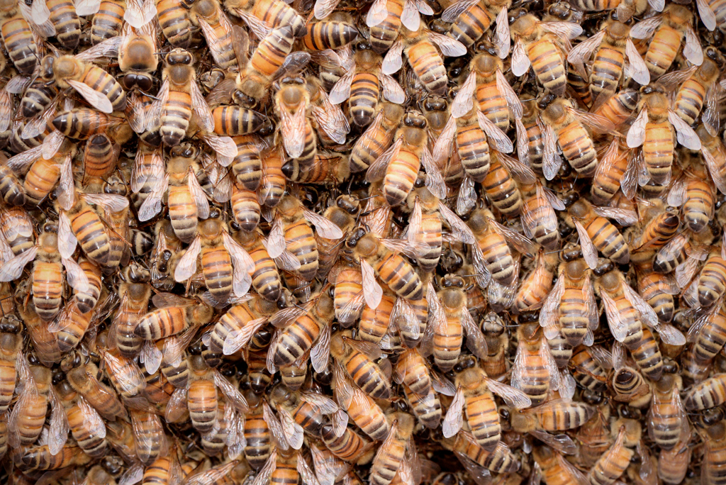 A Buzz-Worthy Way to Protect Elephants | Blog | Nature | PBS