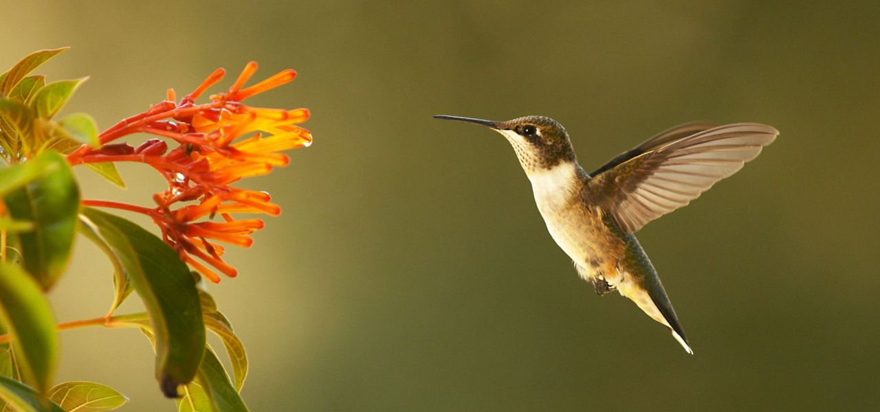 Hummingbirds | Nature | PBS