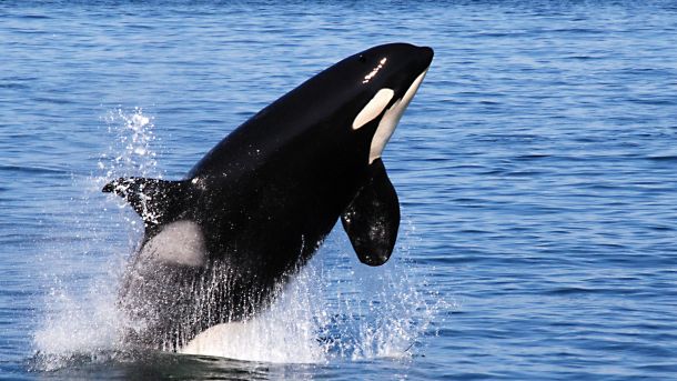 How the Killer Whale Avoids Eating People, Helped 19th-Century Whalers ...