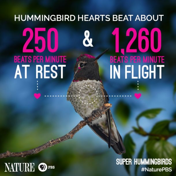 Super Hummingbirds | Astonishing Hummingbird Facts | Nature | PBS