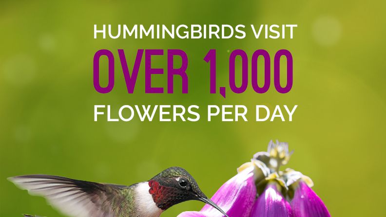 Super Hummingbirds | Astonishing Hummingbird Facts | Nature | PBS