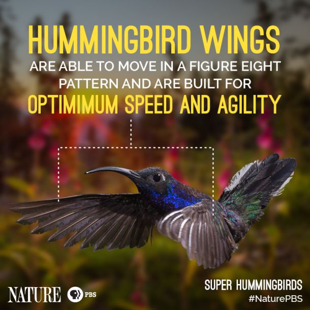 Super Hummingbirds | Astonishing Hummingbird Facts | Nature | PBS