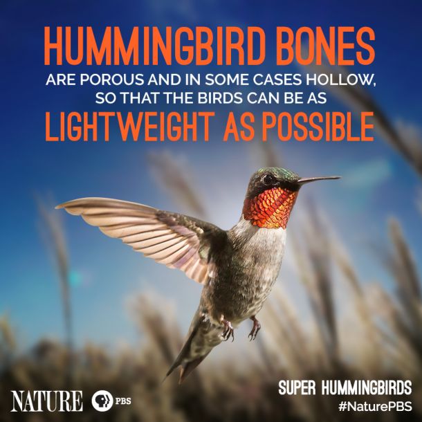 Super Hummingbirds | Astonishing Hummingbird Facts | Nature | PBS