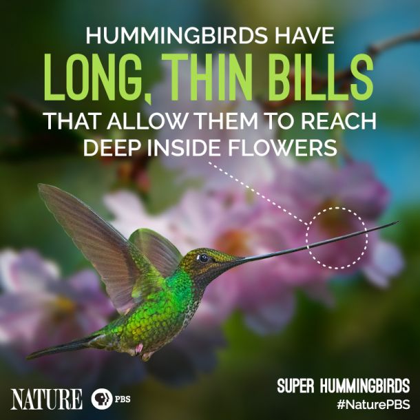 Super Hummingbirds | Astonishing Hummingbird Facts | Nature | PBS