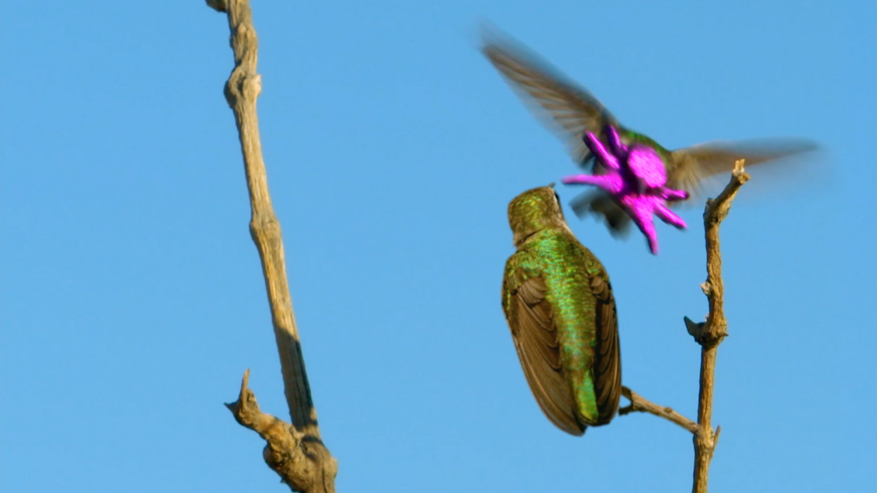 Super Hummingbirds | Costa's Hummingbird Dances to Woo Mate | Nature | PBS