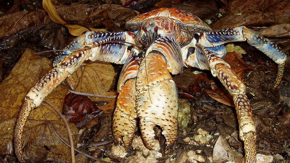 Crustaceans | Nature | PBS