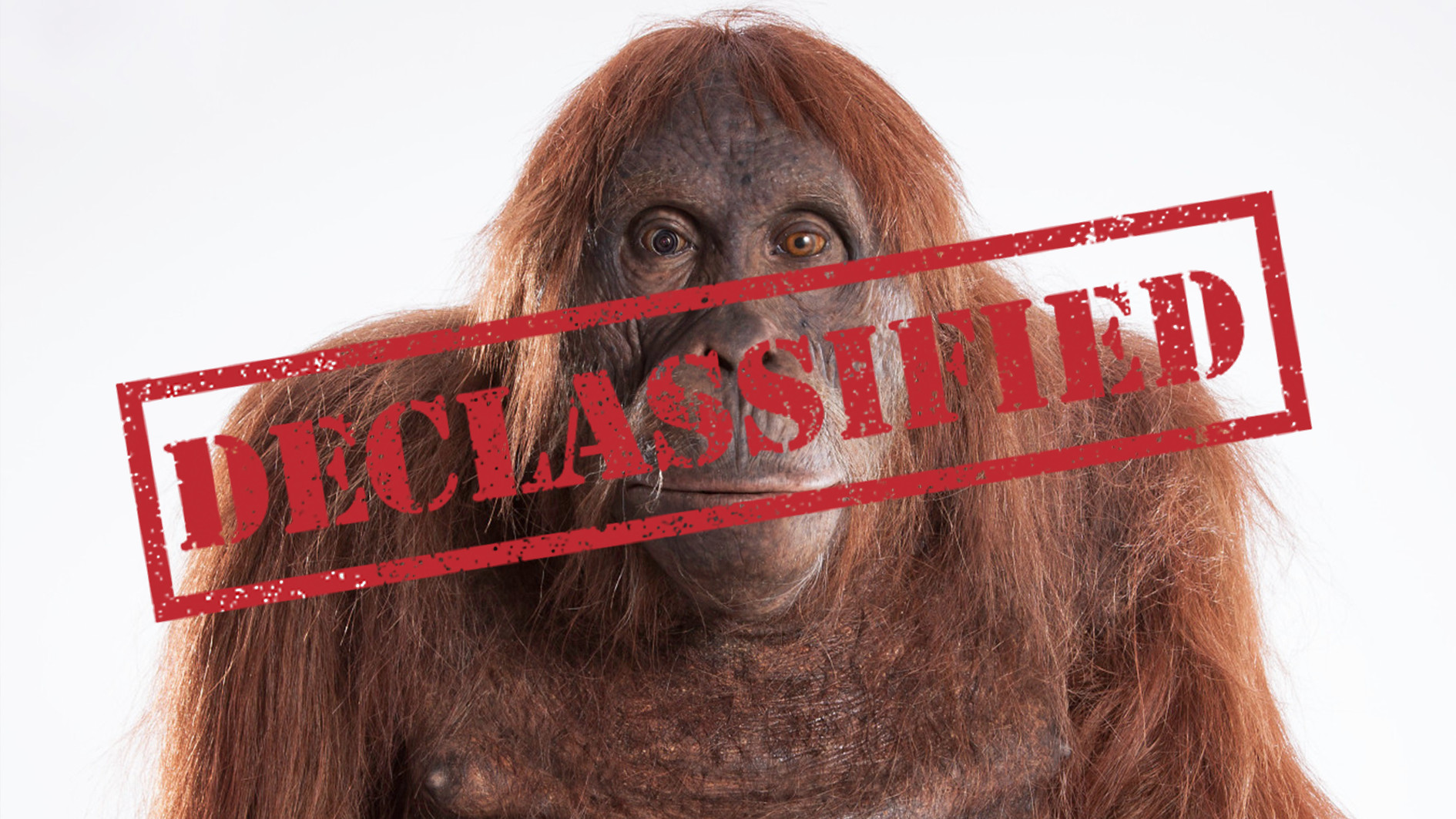 Spy in the Wild | The Origins of 'Spy in the Wild' | Nature | PBS