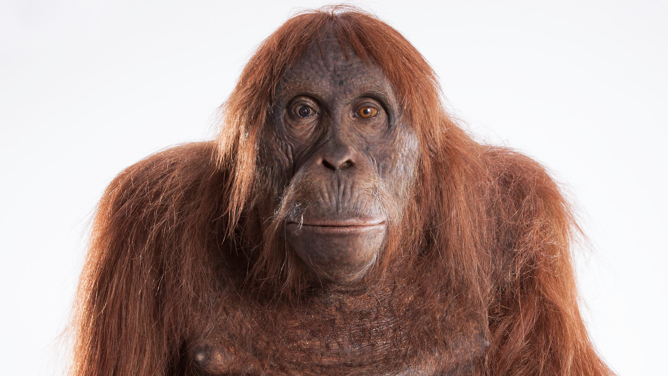 Spy in the Wild | About | Nature | PBS