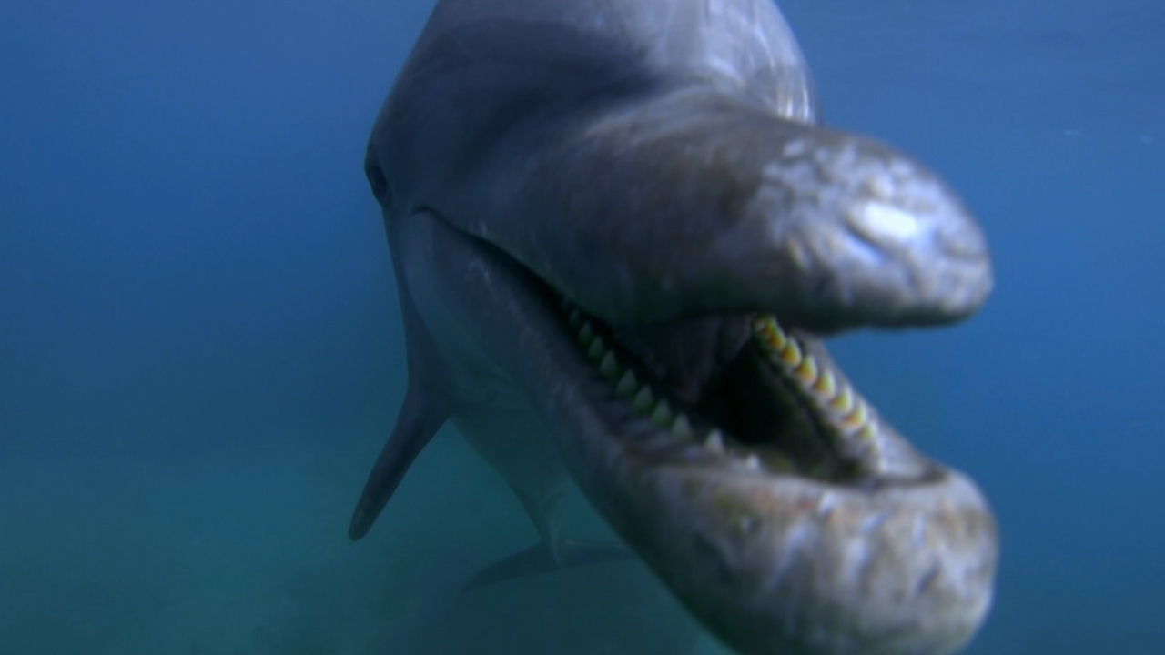 Spy in the Wild | Dolphins Behaving Badly | Nature | PBS