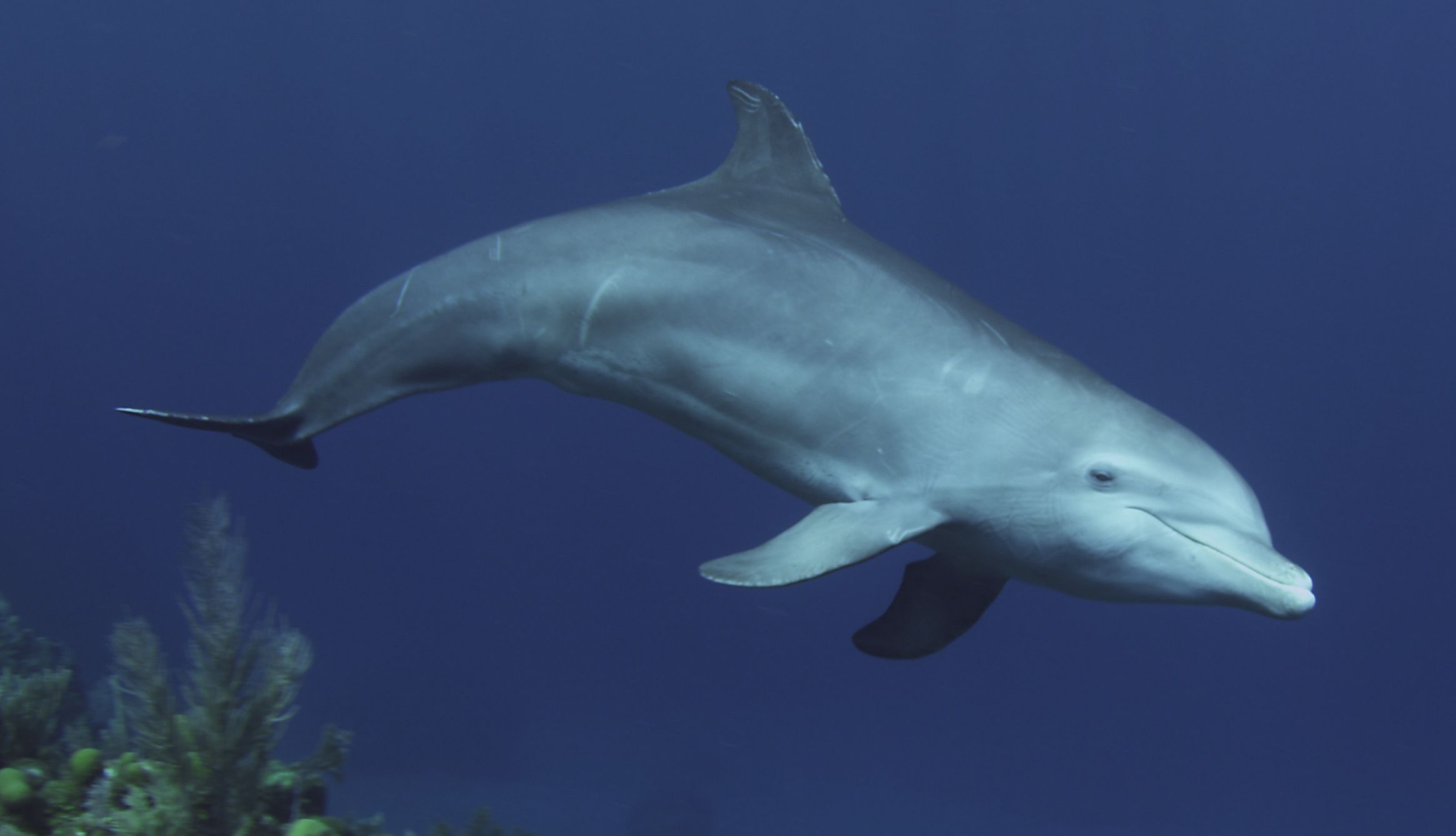 Dolphins: Spy in the Pod | About | Nature | PBS