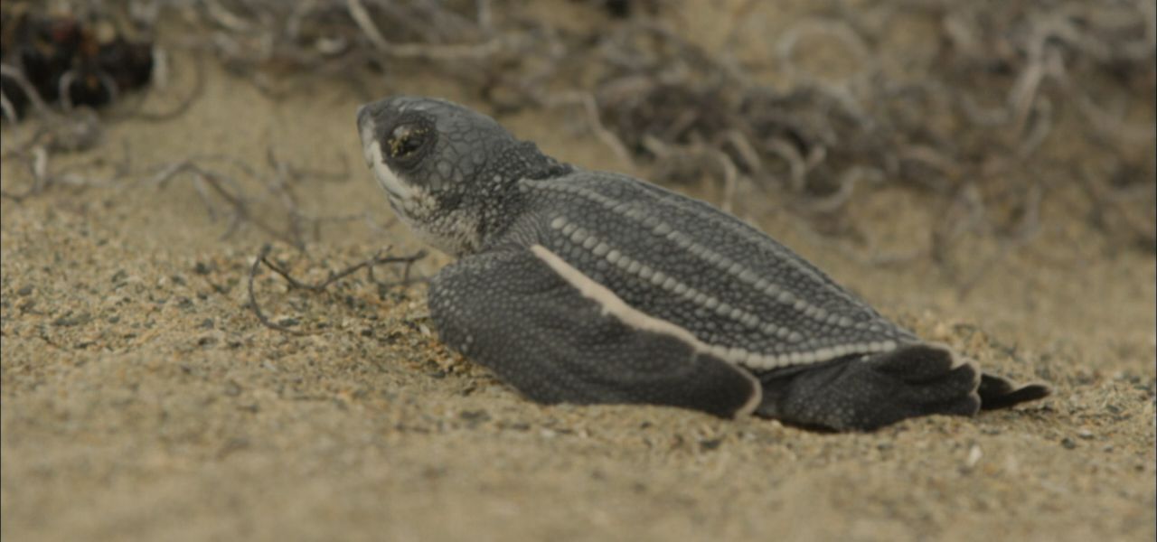 Turtles & Tortoises | Nature | PBS