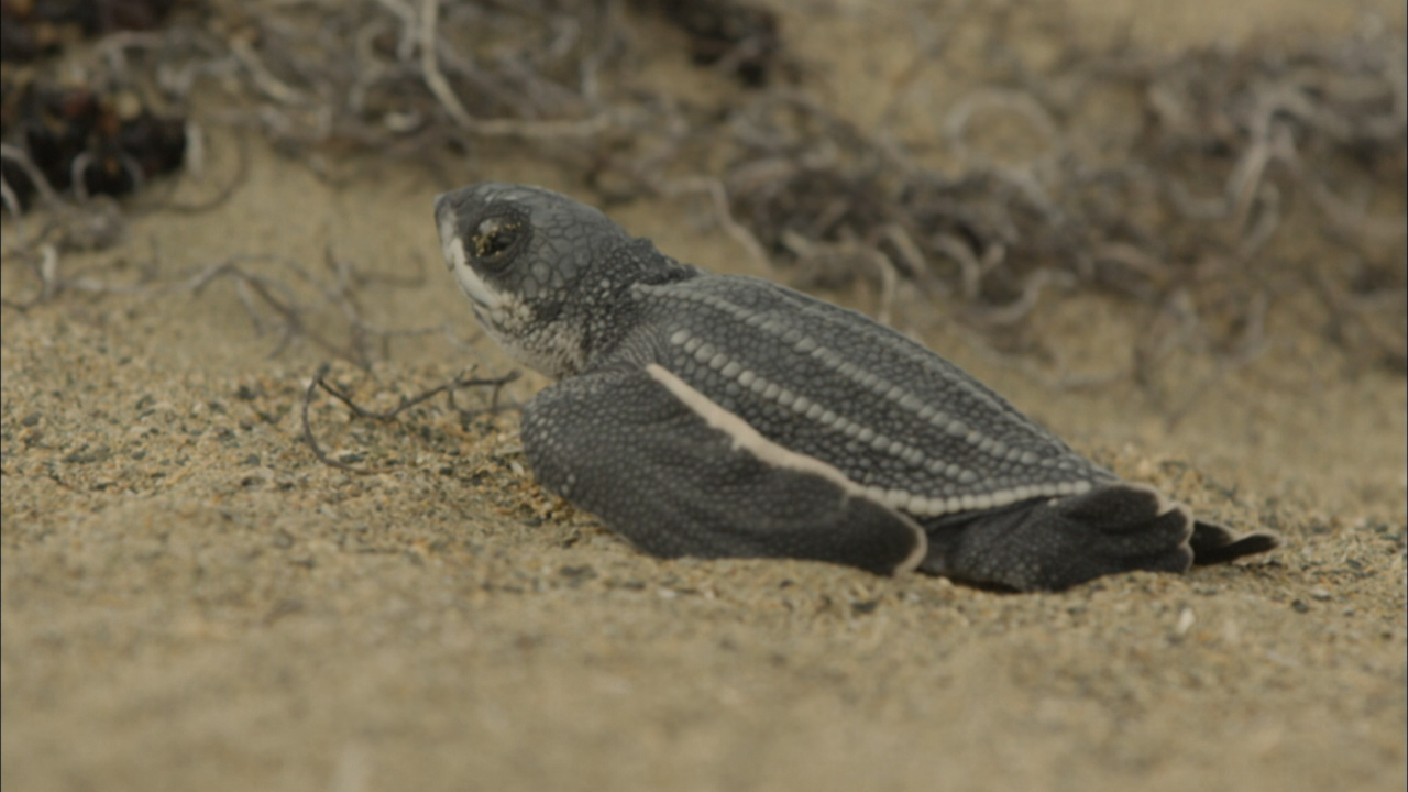 Viva Puerto Rico | Leatherback Turtle Hatchlings Emerge from Sand ...