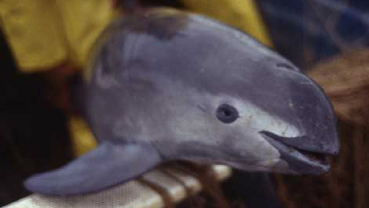 The Uncertain Future of the Vaquita | Inside NATURE | Podcast | Nature