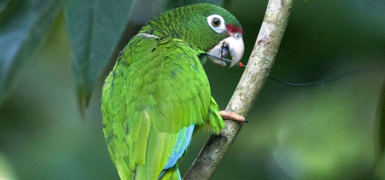 Parrots | Nature | PBS