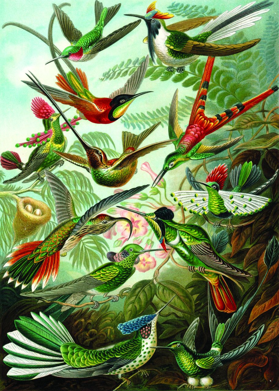 How Birds Bedazzled Early European Explorers | Blog | Nature | PBS