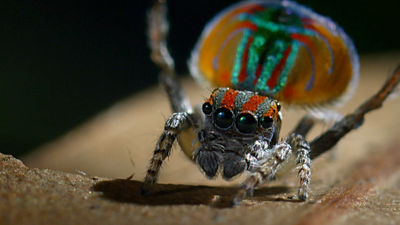 Nature's Miniature Miracles | Peacock Spider Performs Colorful Dance to ...